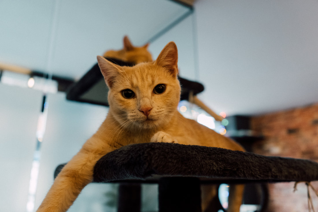 Cat Cafe In Romsey Unifresher Unifresher Cat Cafe In Romsey Unifresher Unifresher