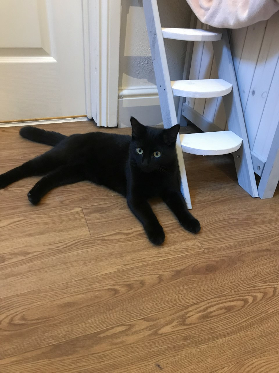 Cat Cafe In Romsey Unifresher Unifresher Cat Cafe In Romsey Unifresher Unifresher